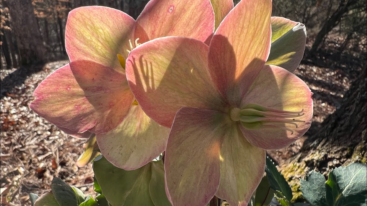 Hellebores-nursery visit and plant information!