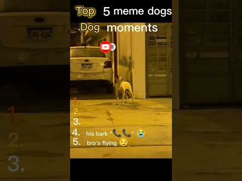 is your dog did the same #dog #funny