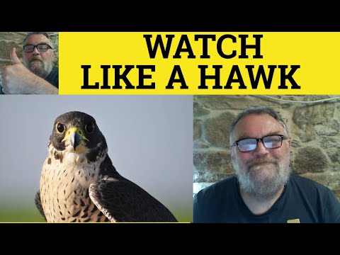 π΅ Watch Like a Hawk Meaning - Similes - Watch Like a Hawk Examples - Watch like a Hawk Definition