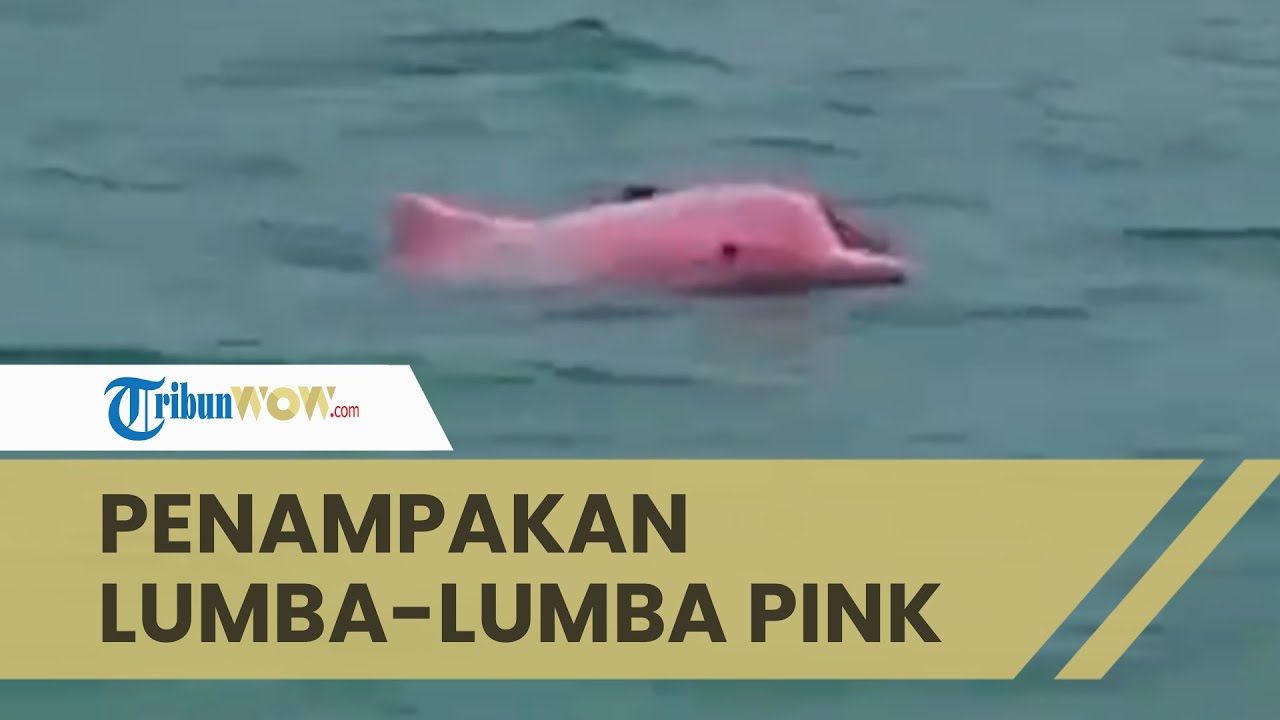Beredar Video Lumba-lumba Berwarna Pink hingga Viral di Media Sosial ...
