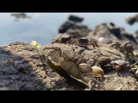 Feeling a Little Crabby