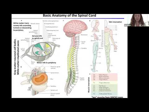 Research Talk: Dr. Ona Bloom "Traumatic Spinal Cord Injury"