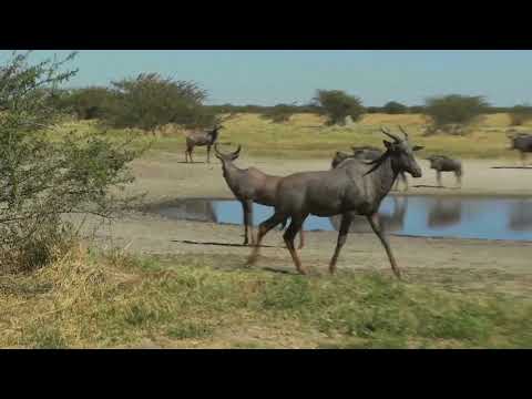 Biology academics talk about their field study in South Africa