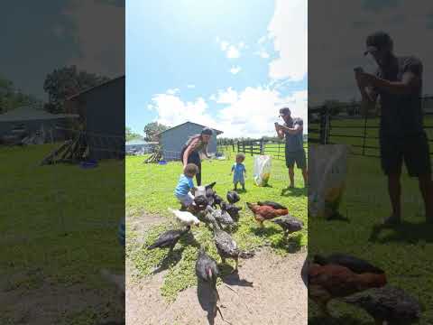 gemeos dando comida pra galinhas