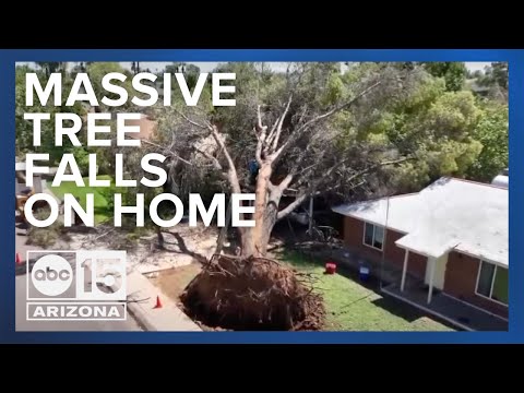 Massive tree falls on Phoenix home during monsoon storm