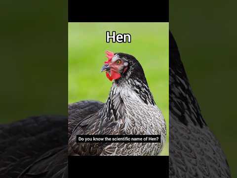 Hen | Scientific Name | Do you know? Watch till the end ☺