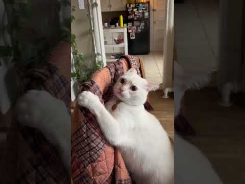 Activate airplane ears #yetitok #amazing #foryou #pet #fail #fails #viral #laugh#funny #funnyvideos