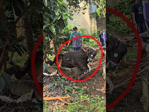 KASIHAN‼️SAPI INI MASUK KE KOLAM SEBELUM DIPOTONG