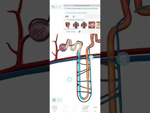 La nefrona (estructura funcional del riñón) #medicina