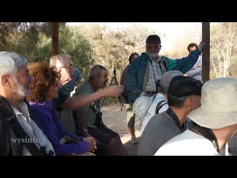 Wysinfo - Birding in Eilat (Picking Migration Routes)