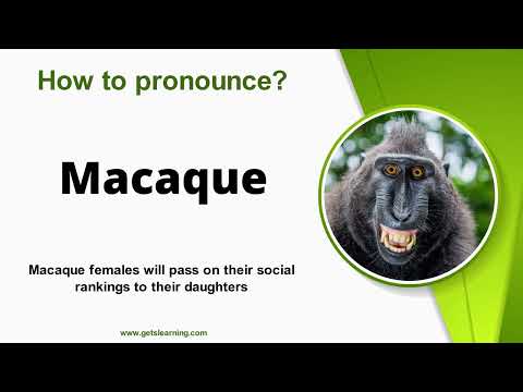 How to Pronounce Macaque in English Correctly