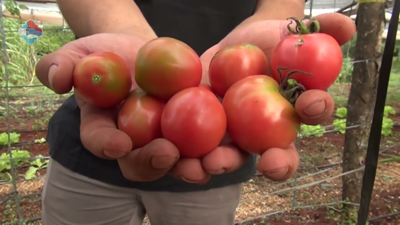 ODS N 2 Poner fin al hambre