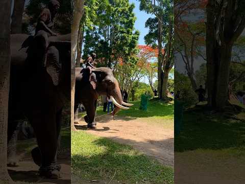 Dubare elephant camp, Coorg 😍 #travel #coorg #wildlife