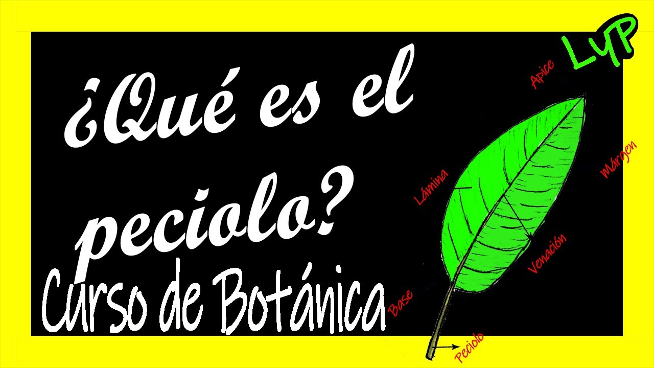 ¿Qué es el pecíolo y qué función cumple? – LIB ASK