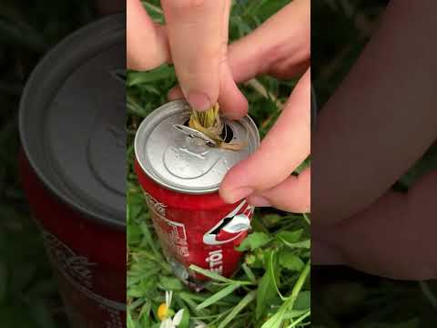 Easy Bee Repellent: Using Smoke in the Field | Quick Bee Control Tips