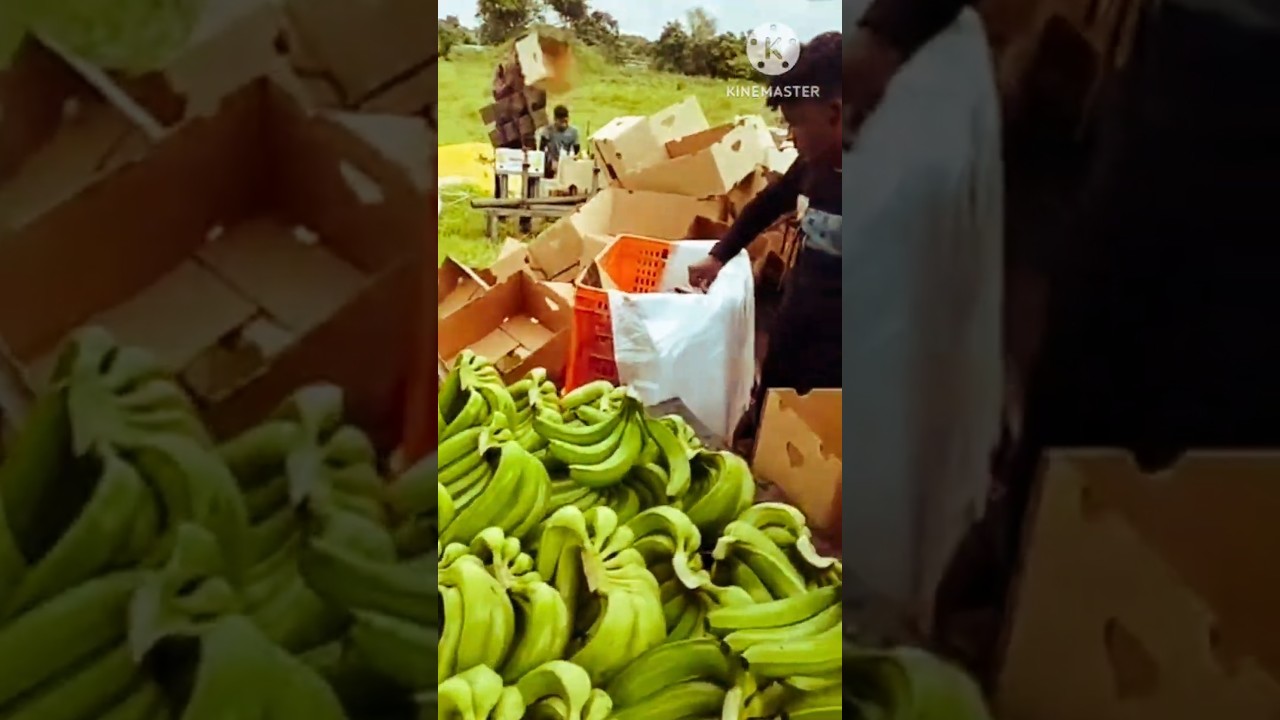 Indian banana export packing for international delivery
