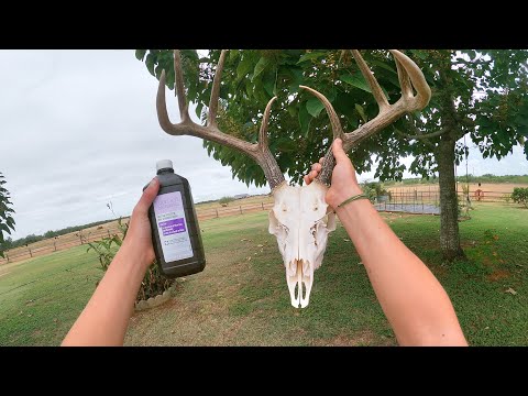 How to Euro mount a whitetail :Peroxide