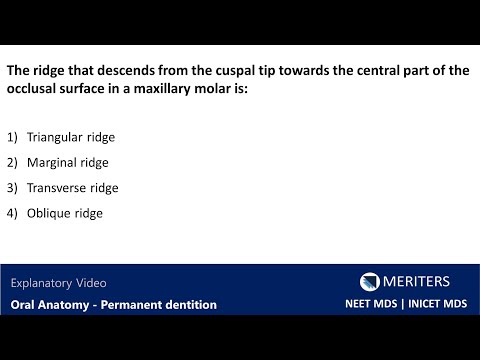 NEET MDS | INICET - Dental Anatomy - Permanent dentition | Explanatory Video | MERITERS
