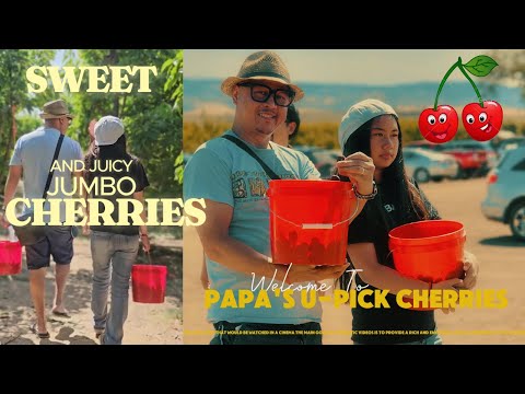 Awesome Time! Cherry 🍒 Picking in Brentwood, CA #cherries #brentwood #cherrypicking #familyvlog