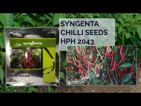 Hybrid Chilli Seeds Retailers & Dealers in India