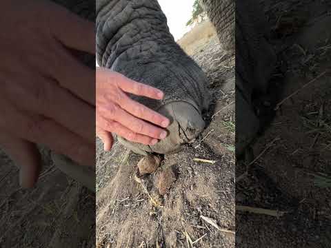 Have a look at Big Makβs chipped toenails, he definitely needs a pedicure! π¦Άπ»π #elephant