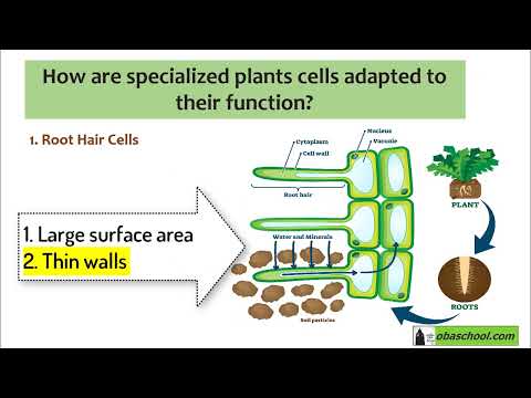 Cells & Control – 1.14 Growth in Plants – Why is Differentiation Important?