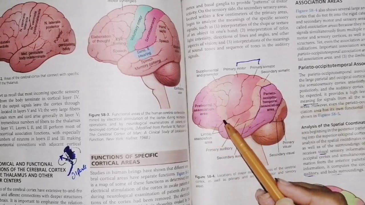 Cerebral Cortex, part 1, guyton 58, motorphysiology, Associations areas