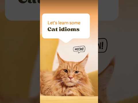 EC English | International Cat Day | Idioms