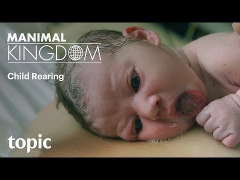 Child Rearing | Manimal Kingdom | Topic