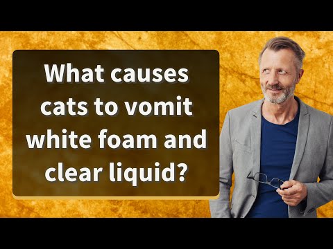 What causes cats to vomit white foam and clear liquid?