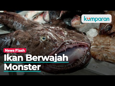 Monkfish Versi Australia: Berperawakan Aneh Seperti Monster | kumparan.com