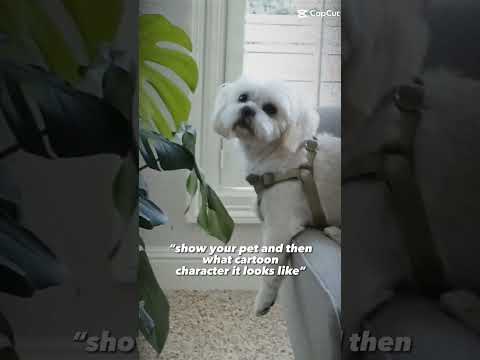 My dog as a cartoon character #cartoon #dog #shorts #cute