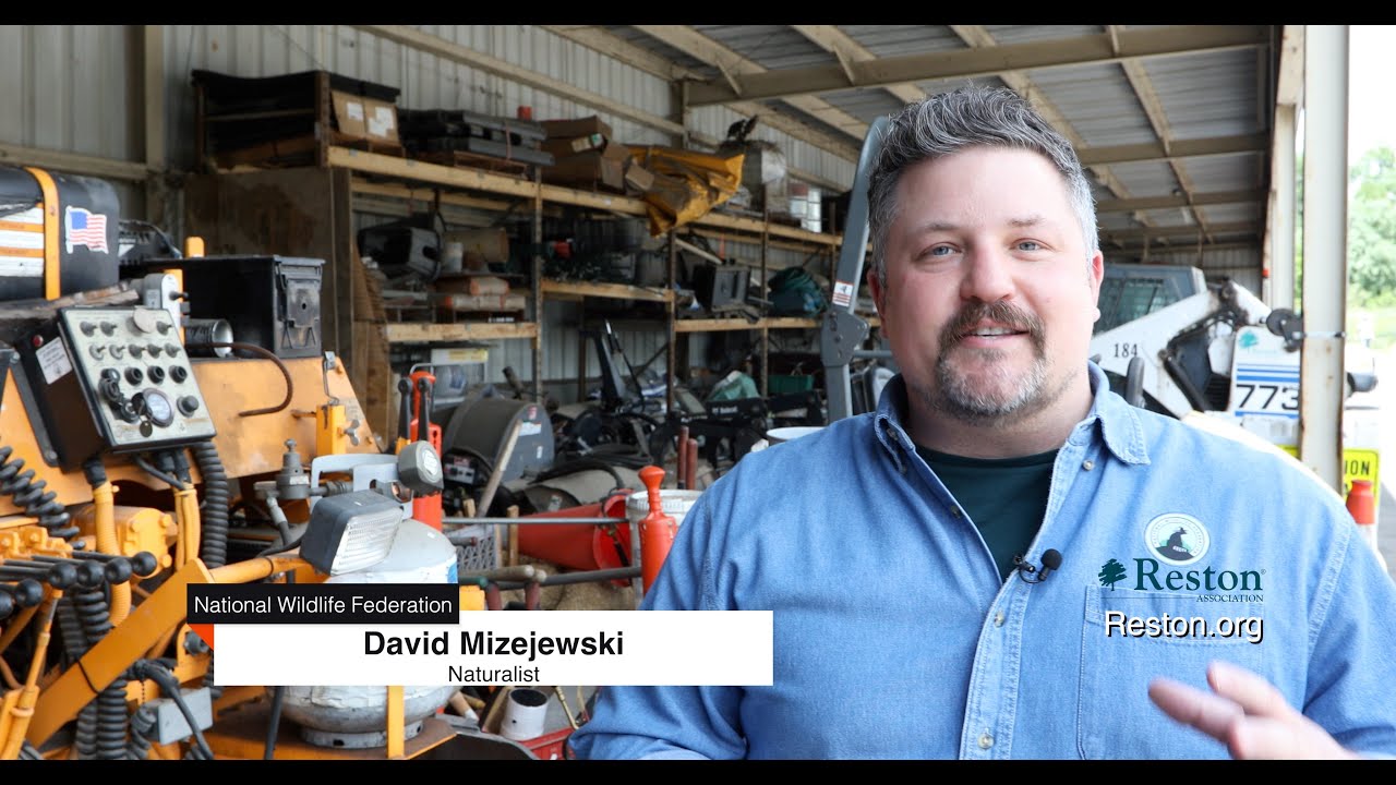 Reston Today - Red-shouldered Hawks Find a Home in RA's Maintenance Facility