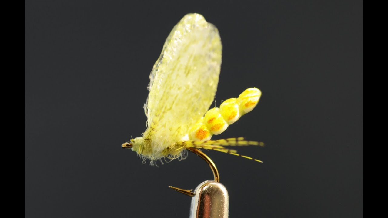 PMD Extended Body - Fly tying lesson video tutorial by Curtis Fry