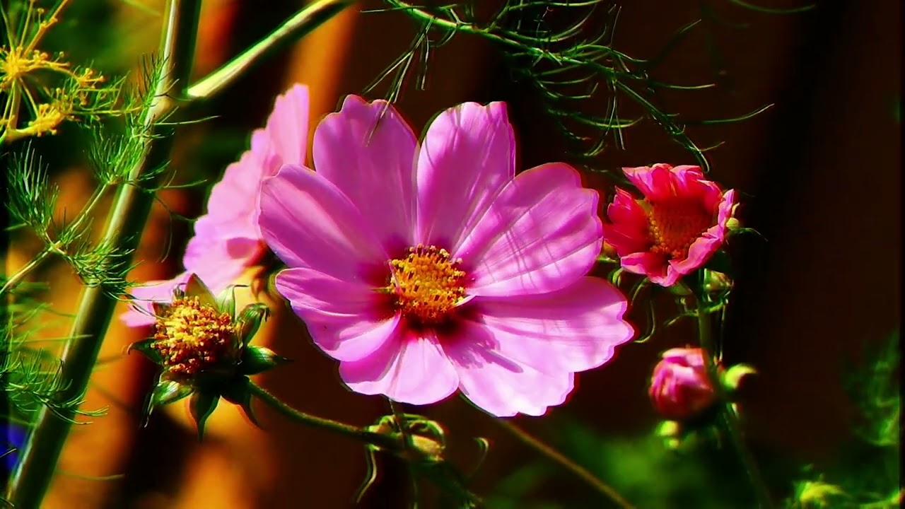 Flower | VHS Effect