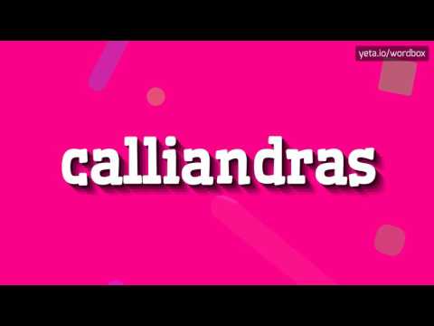 CALLIANDRAS - HOW TO PRONOUNCE IT!?