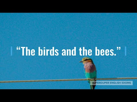 "The Birds and The Bees" Idiom Meaning, Origin & History | Superduper English Idioms