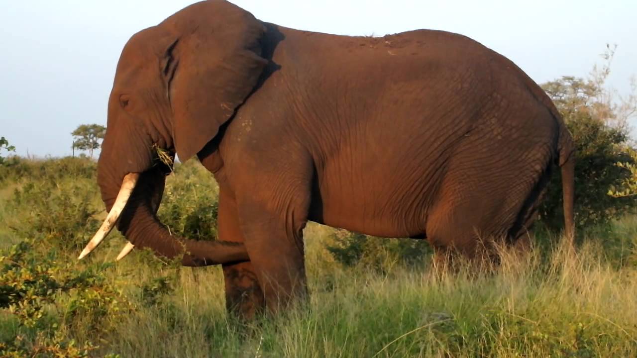 South Africa, erection of an elephant in Kruger NP