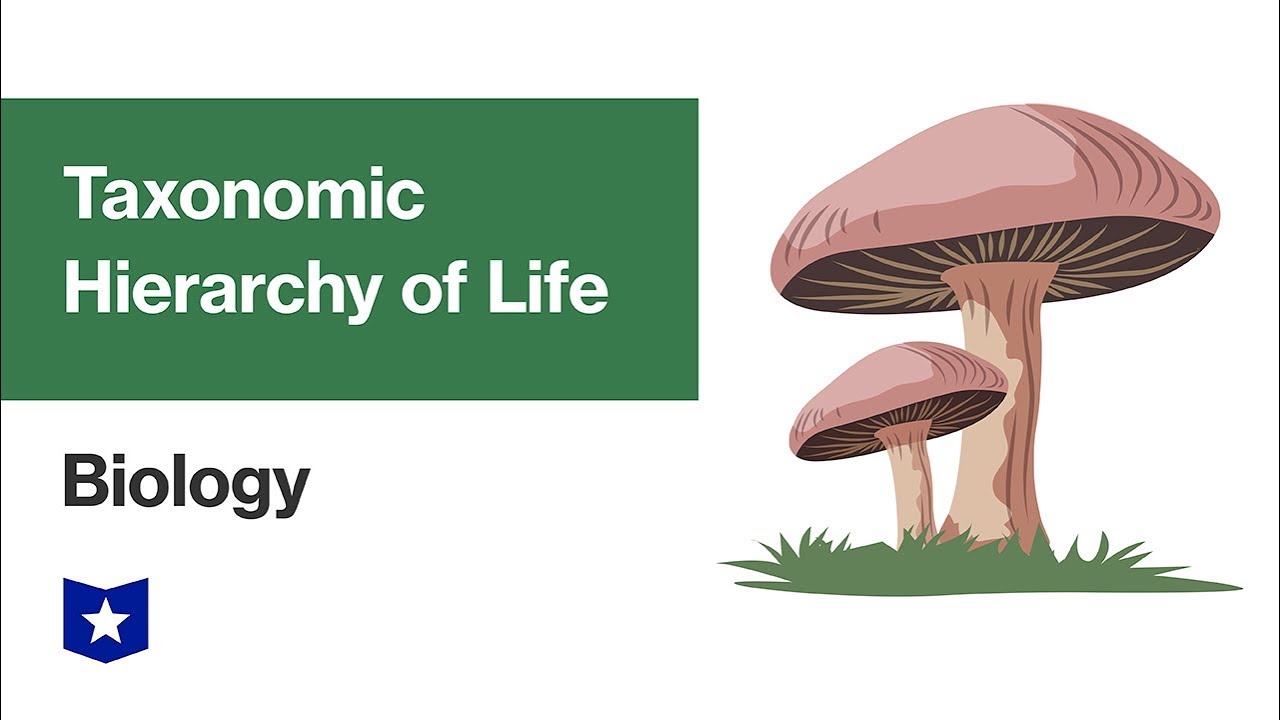Taxonomic Hierarchy of Life | Biology