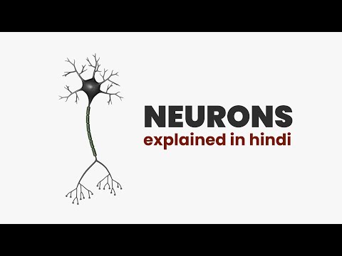 How Neurons work | Neurons and Nerve Cells Explained in Hindi | Hungry Ghost