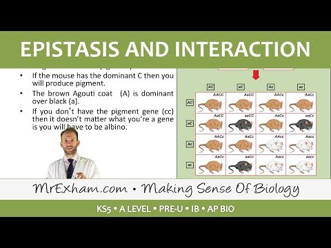 Inheritance Pt4 - Epistasis and interaction - Post 16 Biology (A Level, Pre-U, IB, AP Bio)