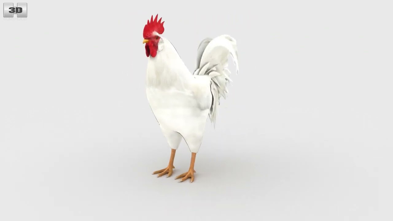 Cock  3D model by 3DModels.org