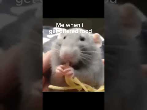 Me when I get offered food #Rat meme #subscribe #capcut #Google #GIF