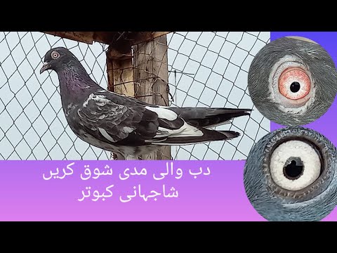 shahjahani dabwale Kabootar shok karen