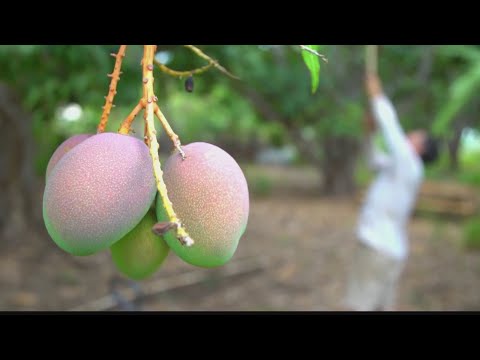 Hometown Hawaii: Makaha Mangoes