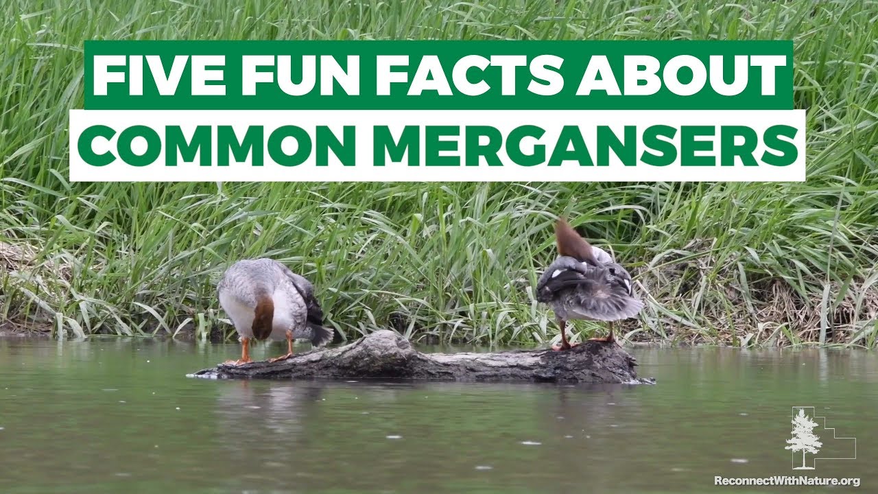 Five Fun Facts About Common Mergansers