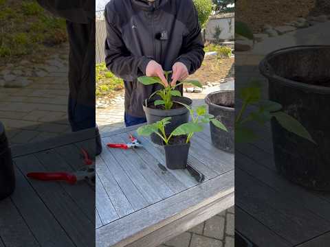 How to pinch your Dahlia for a bushier plant. #dahlias #dahliaflowers #pinching