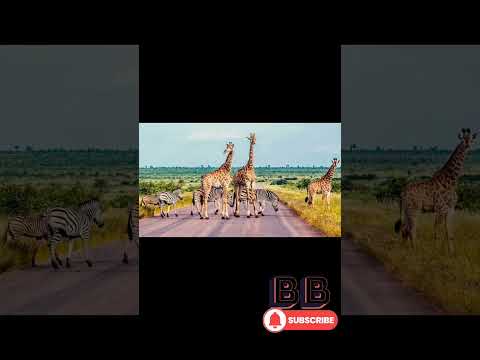 "South Africa: The Country with 3 Capitals and 11 Languages!"#shorts #africa #viral #trending