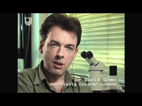 Ageing at the Genetic Level - Investigating Ageing (3/7)