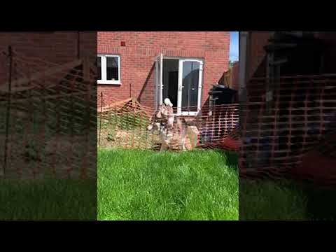 Huskies Figuring Out Temporary Fence || ViralHog